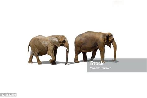 두 성인 코끼리가 측면을 향하고있는 사진 흰색 배경에 격리된 클리핑 경로 포함 가네샤에 대한 스톡 사진 및 기타 이미지 가네샤 국립공원 남아프리카공화국 Istock
