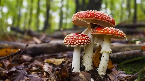 Reconnaître un champignon comestible comment distinguer une espèce