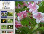 Sdl Delphi Component Suite Thumbnails
