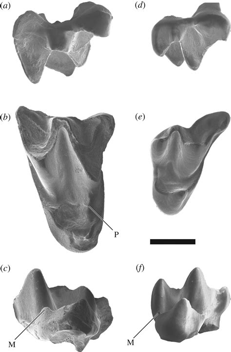Wfs News Prehistoric Bat Fossil Discovered Wfs