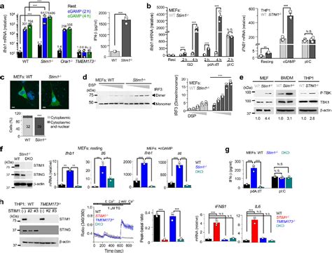 Figure 2 From The Ca 2 Sensor Stim1 Regulates Type I Interferon