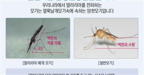 말라리아 환자 급증주요 증상과 예방 수칙은