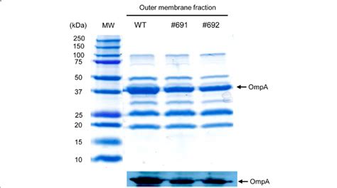 Production Of Ompa In The Outer Membrane Fraction Of Download