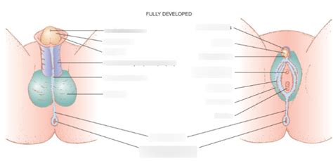 Fully Developed Psy 3122 Diagram Quizlet