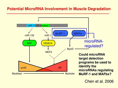 Ppt Microrna Target Prediction Using Muscle Atrophy Genes As Models Powerpoint Presentation