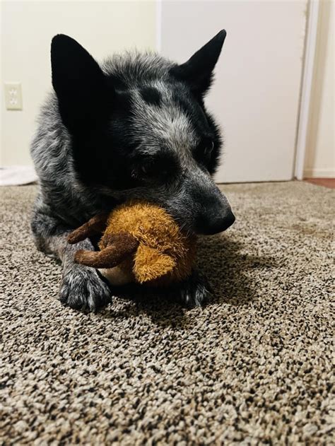 Docked Tail Normal For Acds Raustraliancattledog