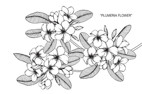 Frangipani 꽃 그리기입니다 프랑지파니에 대한 스톡 벡터 아트 및 기타 이미지 프랑지파니 0명 고립 색상 Istock