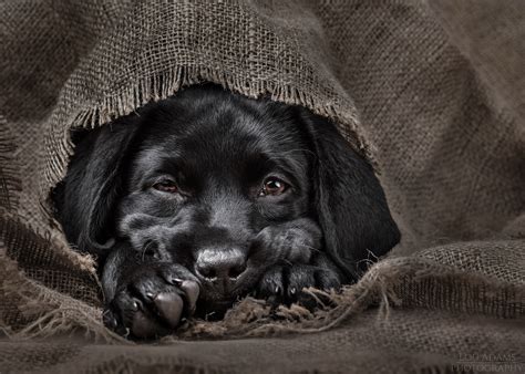 Lou Adams Pet Photographer Featuredphotographer