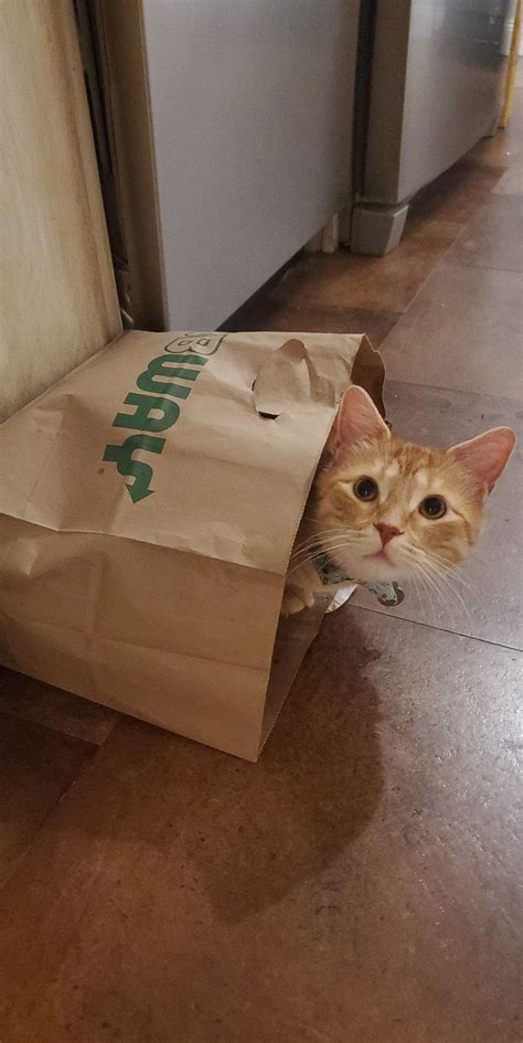 How Do You Like My Footlong R Cute How Do You Like My Footlong R Cute