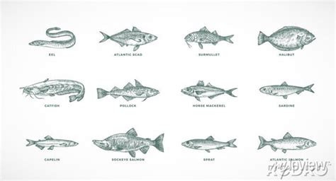 Hand Drawn Vector Sea And River Fish Species Illustrations Set Posters