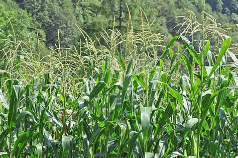 Vegetable Maize Nature Leaf Vector Maize Nature Leaf Png And Vector