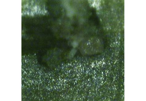 Figure S 1 78 Optical Image Of Resin Embedded Polished Sample For Download Scientific Diagram