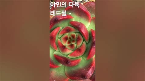 행복한 목요일 되세요 ~ 빈예서 파종이 실생 다육 다유기 다육이 다육식물 반려식물 다육판매 다육이판매 다육이키우기 다육인스타그램 매혹이 청주 야인