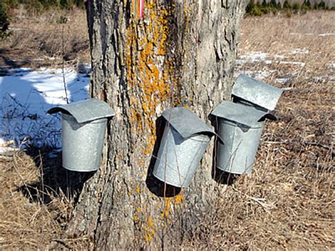 How Maple Syrup Is Made