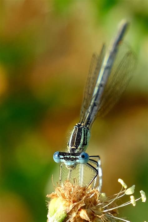 Libélula Insecto Macro Foto gratis en Pixabay Pixabay