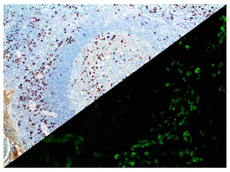 Lambda Antibody Bsb 16 Bio Sb