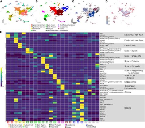The Single Cell Transcriptome Program Of Nodule Development Cellular