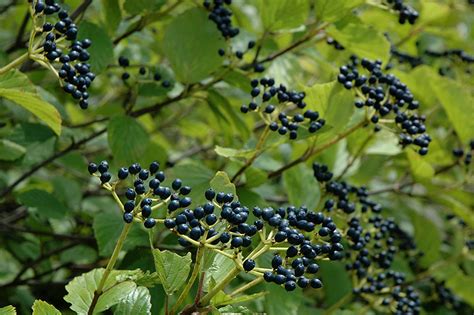 Raspberry Tart Viburnum Viburnum Dentatum Rastzam In Columbus Ohio Oh At Straders Garden