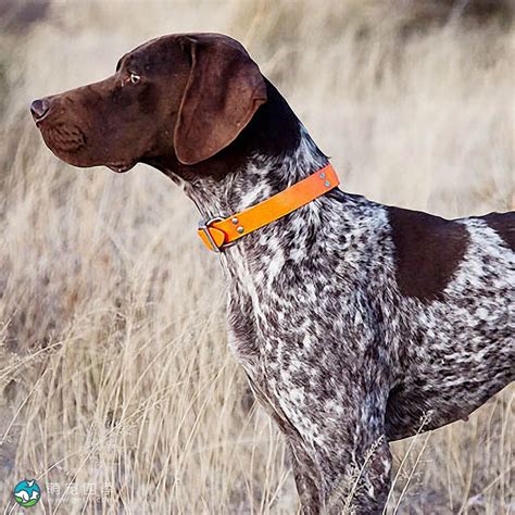 德国波音达犬 Deutscher Drahthaariger Vorstehhund German Pointers 萌宠四季