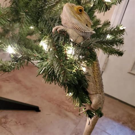 I Think Its Safe To Say Alexander Redford Approves Rbeardeddragons