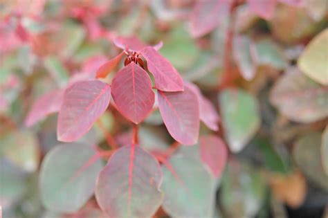 Euphorbia Cotinifolia Identification Health Benefits Uses Invasive