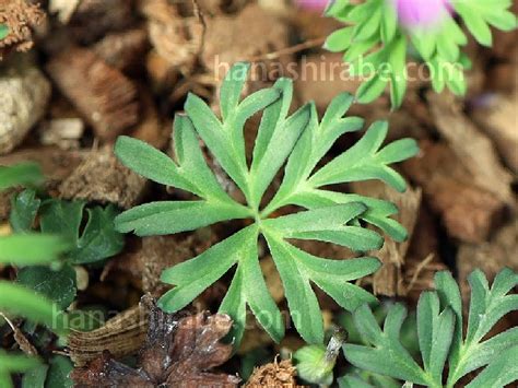 アネモネ・ホルテンシス 花しらべ 花図鑑