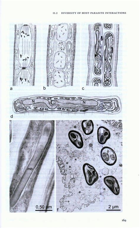The Gregarines The Early Branching Apicomplexa 2 Volume Set Nhbs