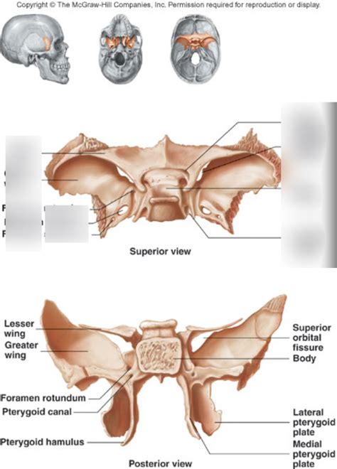Sphenoid Bone Superior View Diagram Quizlet