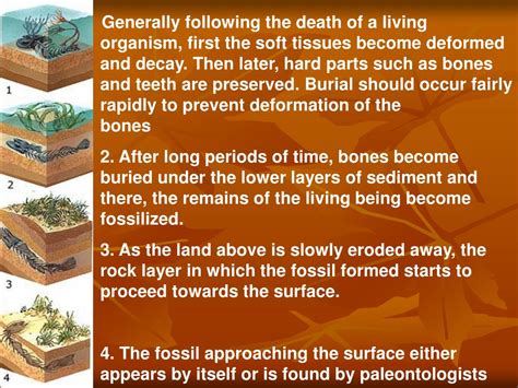 PPT FOSSILS PowerPoint Presentation Free Download ID 3060009