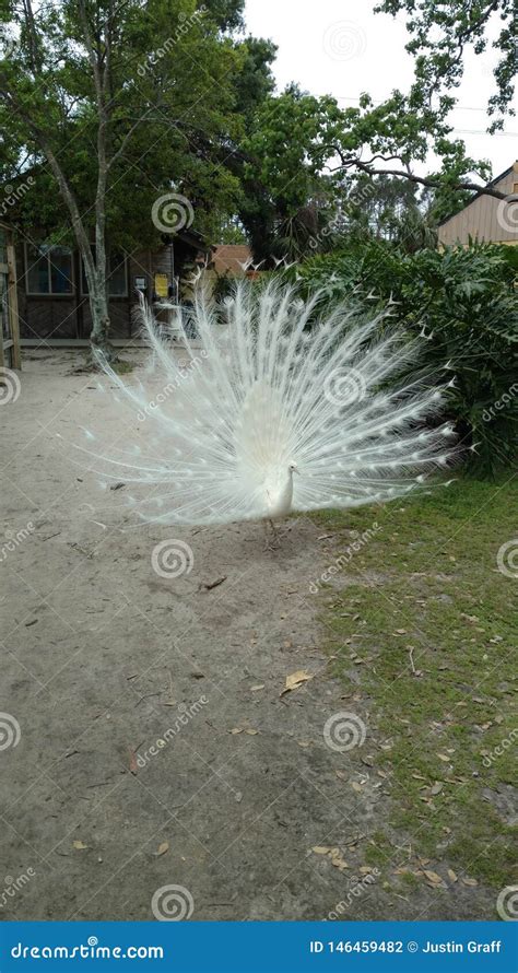 Albino Peacock With White Tail Feathers Spread Large Looking For A Mate