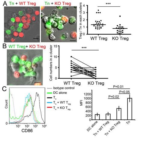 A T Cell Suppression Assays With Treg Cells From Mst1 Wt And