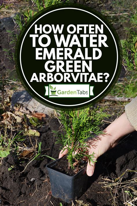 How Often To Water Emerald Green Arborvitae