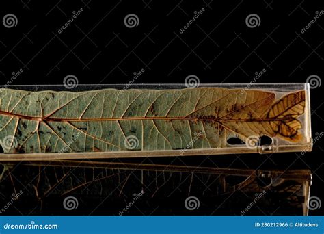 Microscope Slide With Cross Section Of Leaf Revealing Intricate Details Stock Illustration