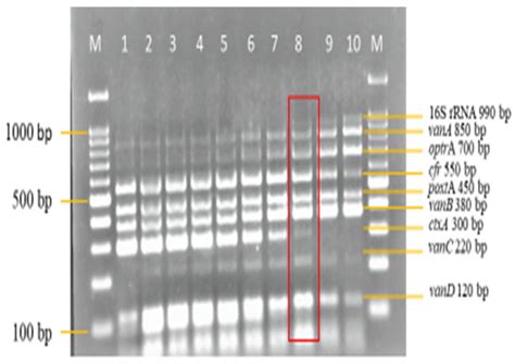 A Nanoplex Pcr Assay For The Simultaneous Detection Of Vancomycin And Linezolid Resistant Genes