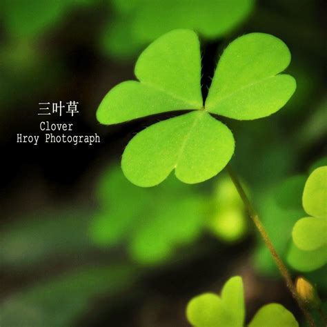阿迪达斯四叶草 耐克四叶草 大山谷图库