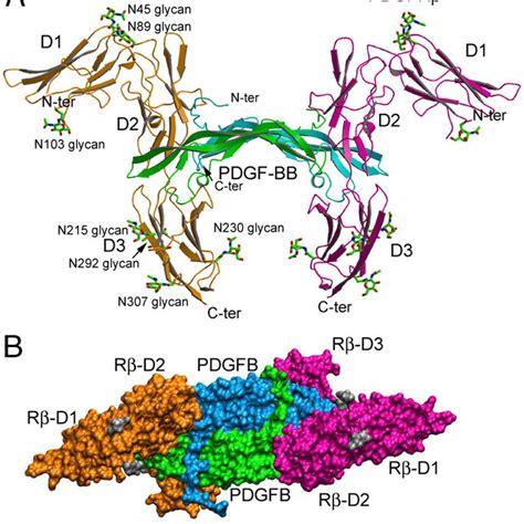 Structure Of The Pdgf Apropeptide Complex A Ribbons Model Of The