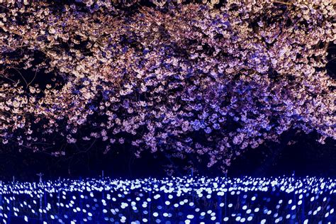 さくらライトアップ by caprice pic ID10262653 写真共有サイト PHOTOHITO