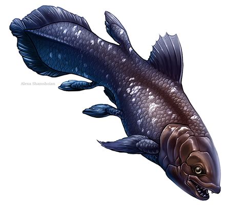 Coelacanth By Tikall On Deviantart