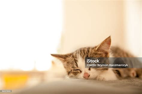 작은 고양이 둘러앉아에 잔 다 작은 고양이 작은 침대 상 냥 하 게 잔 다 흐림 밝은 배경에 가정에서 잠자는 고양이 고양이 식사