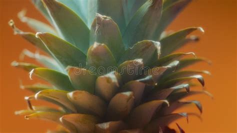 Close Up Of Rotating Pineapple Leaves On Orange Background Stock