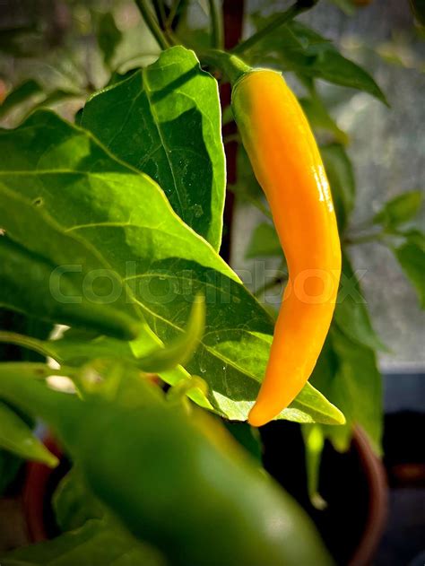 Yellow Chilli Vegetable Strong Health Stock Image Colourbox
