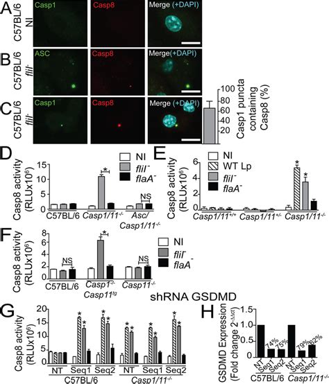 Caspase 8 Colocalizes With The Nlrc4asccaspase 1 Inflammasome But It