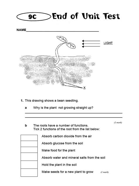 Yr9 Plant Test 2 Pdf Plants Leaf