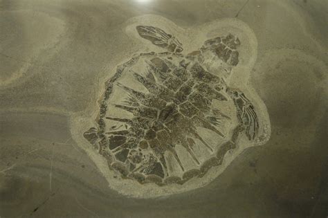 Travelinggeologist