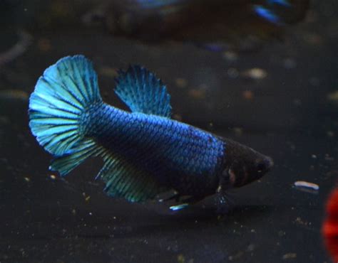 Assorted Betta Halfmoon Female Nano Tanks Australia Aquarium Shop