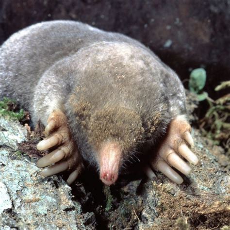 What Do Moles Eat In The Yard And Garden Gardensall