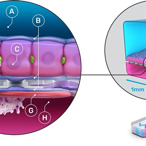 Schematic Of The Emulate Liver Chip This Diagram Shows Primary Human