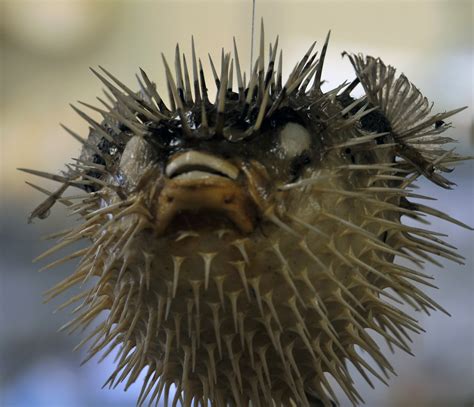 Pouting Blowfish Free Stock Photo Public Domain Pictures