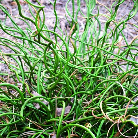 Curly Wurly Juncus Plant Growjoy