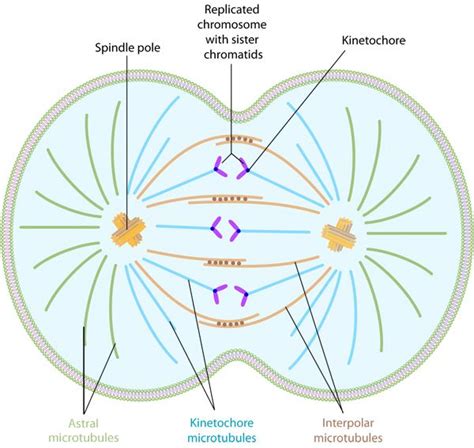 Mitosis Daughter Cells Plant Cell